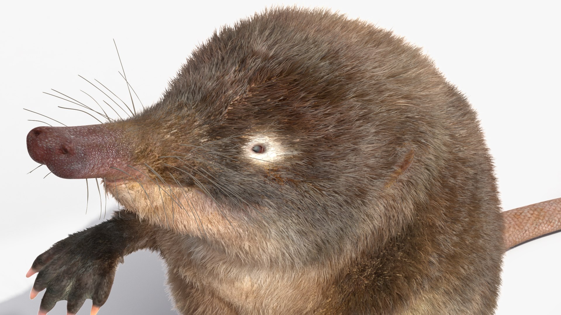 Desmana Moschata Standing Pose Fur 3D Model - TurboSquid 2186337