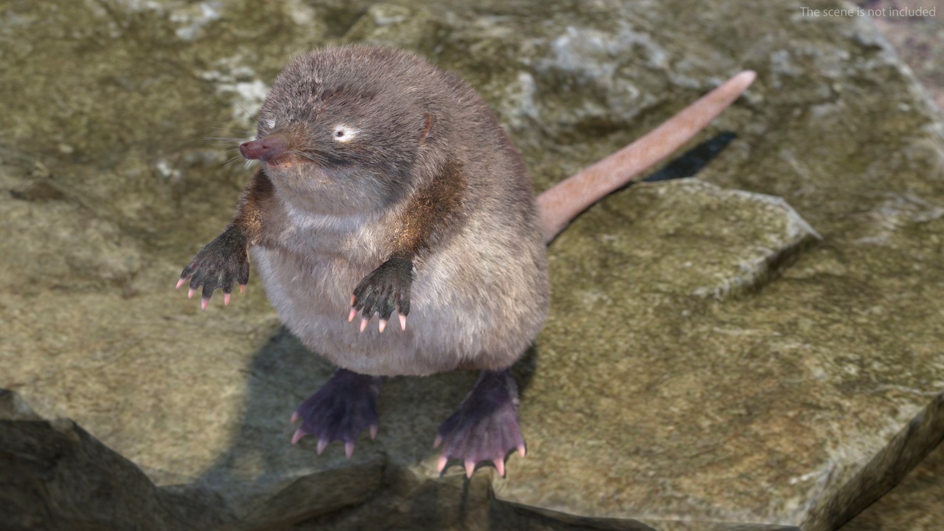 Desmana Moschata Standing Pose Fur 3D Model - TurboSquid 2186337