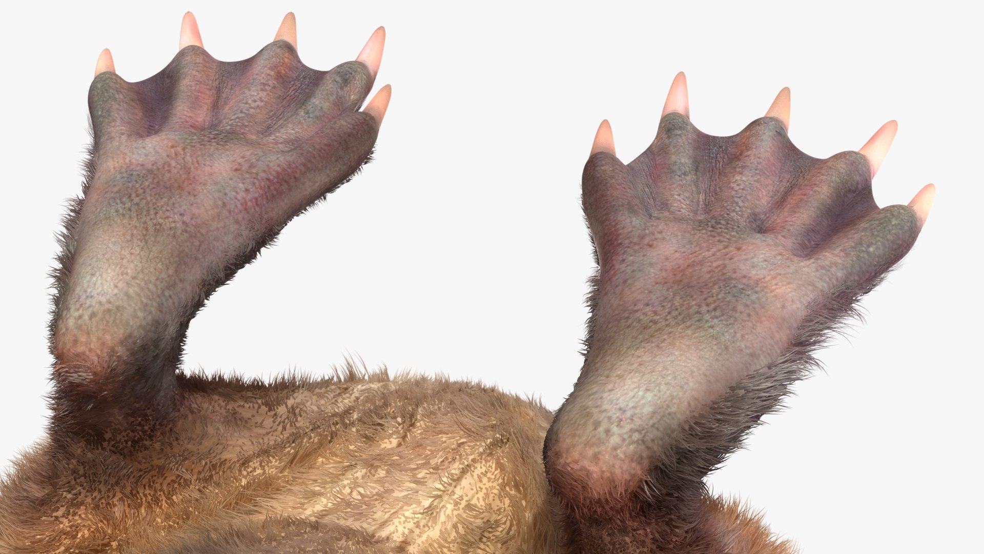 Desmana Moschata Standing Pose Fur 3D Model - TurboSquid 2186337