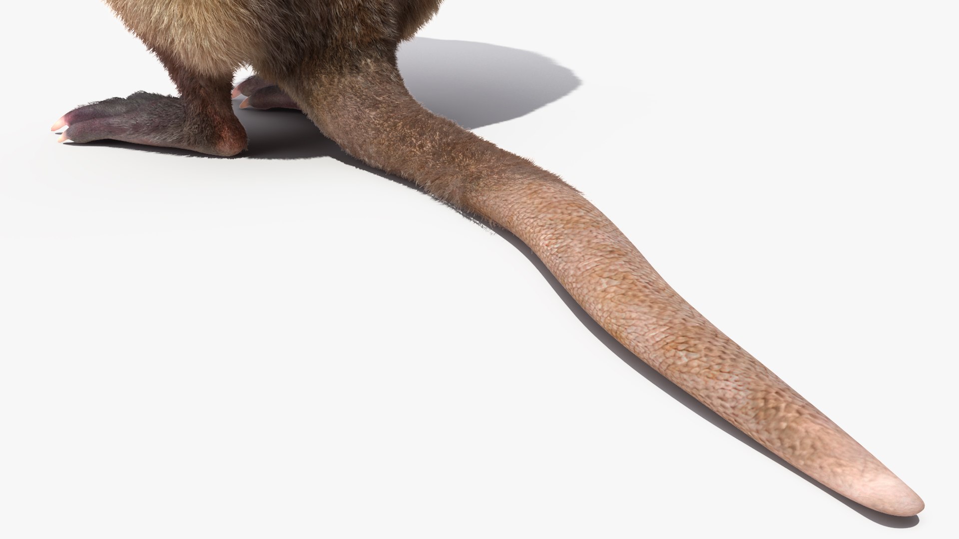 Desmana Moschata Standing Pose Fur 3D Model - TurboSquid 2186337