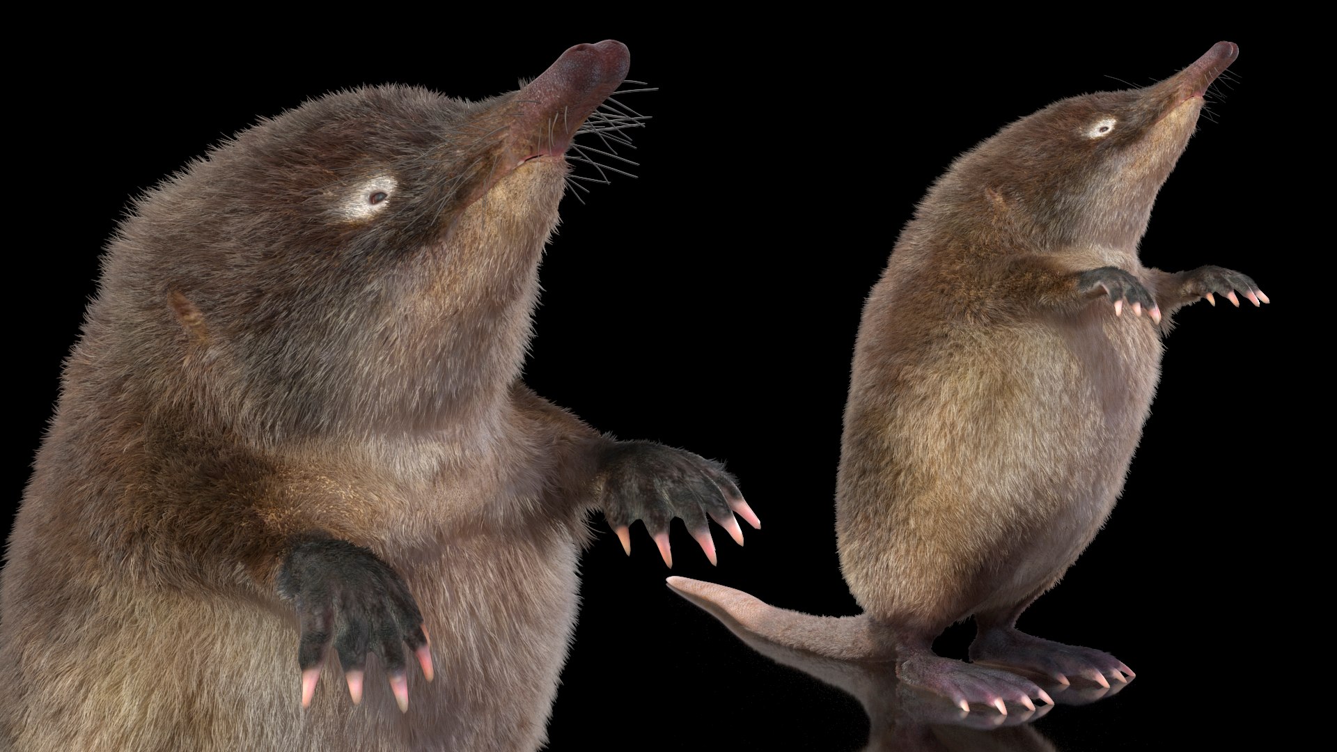 Desmana Moschata Standing Pose Fur 3D Model - TurboSquid 2186337