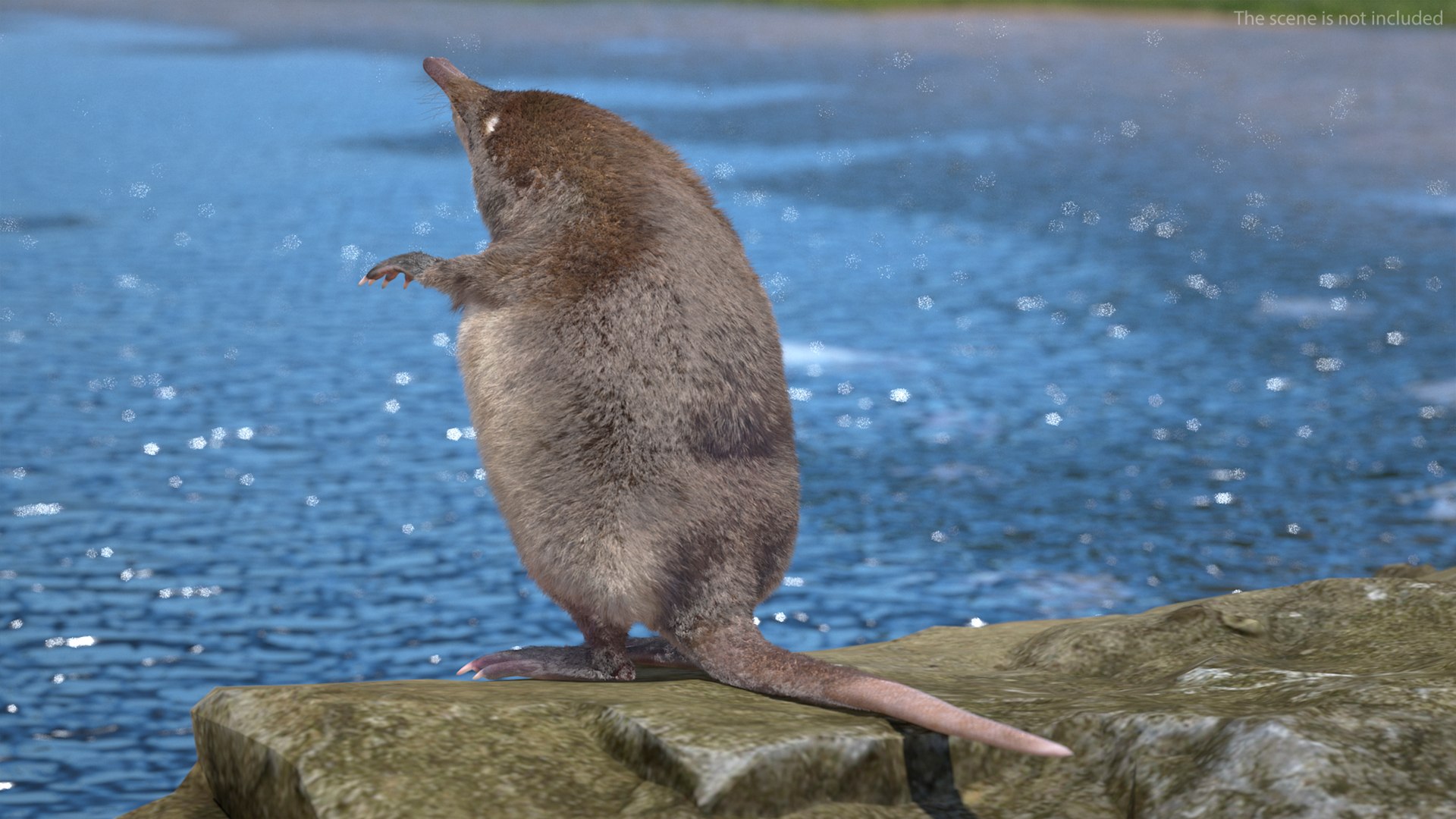 Desmana Moschata Standing Pose Fur 3D Model - TurboSquid 2186337