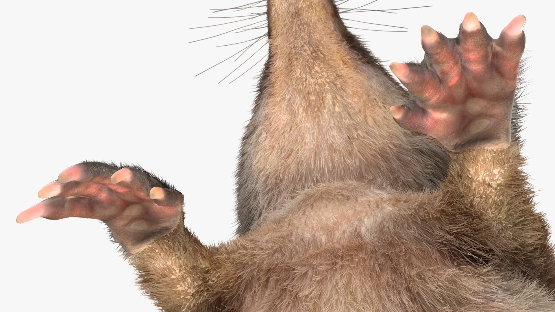 Desmana Moschata Standing Pose Fur 3D Model - TurboSquid 2186337