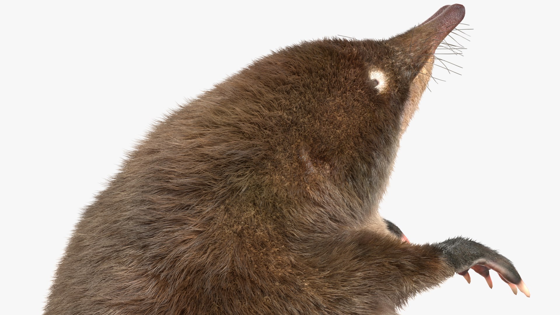 Desmana Moschata Standing Pose Fur 3D Model - TurboSquid 2186337