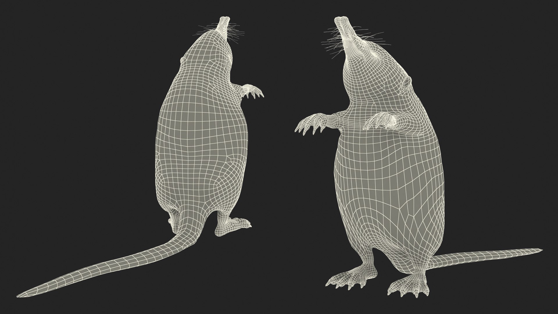 Desmana Moschata Standing Pose Fur 3D Model - TurboSquid 2186337