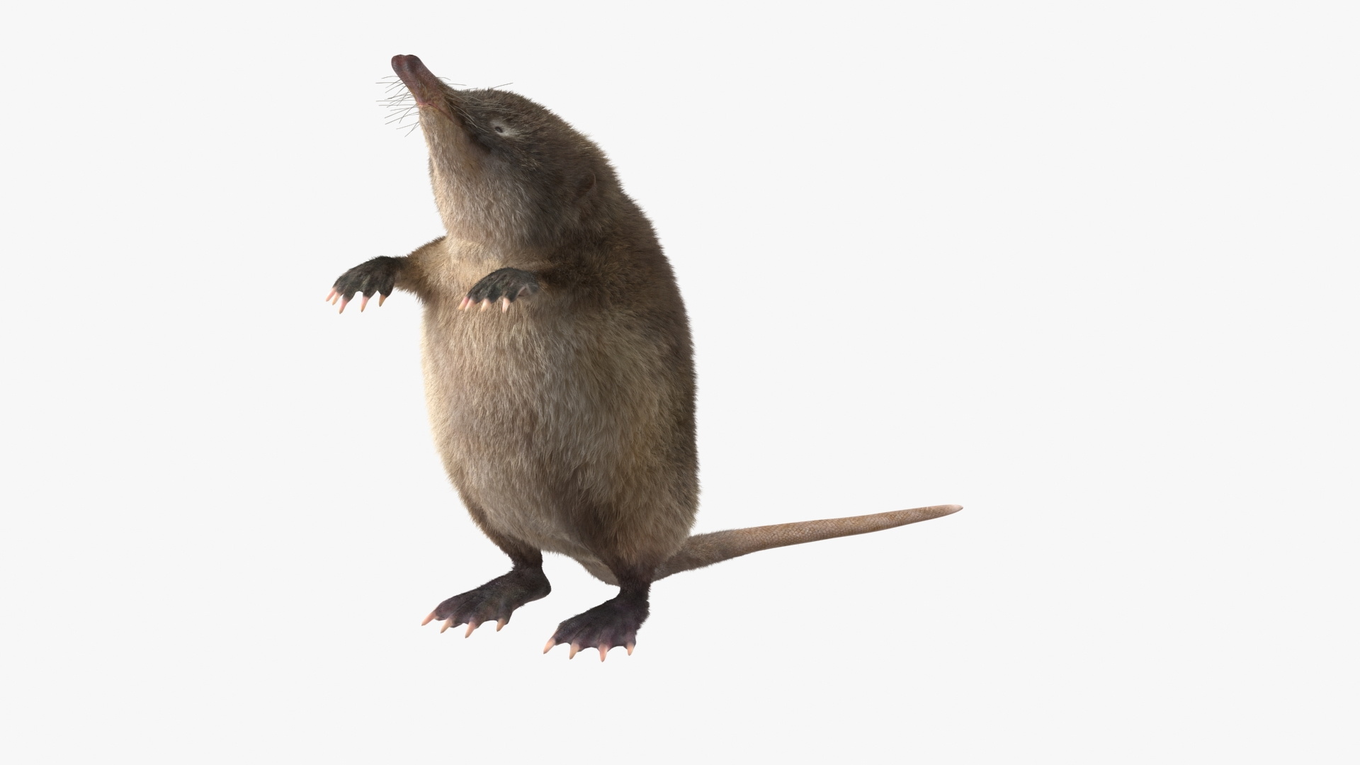 Desmana Moschata Standing Pose Fur 3D Model - TurboSquid 2186337