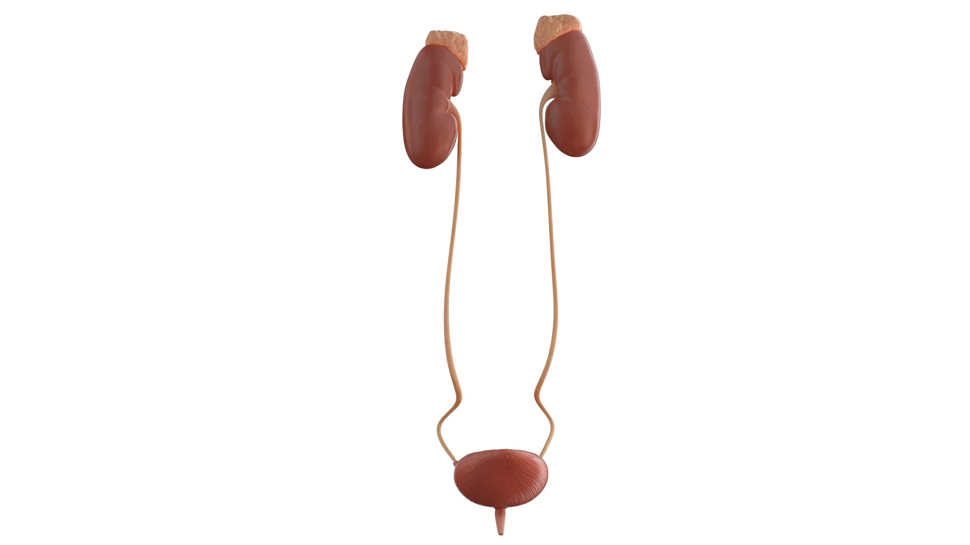 Human Female Urinary System 3D Model - TurboSquid 2197387