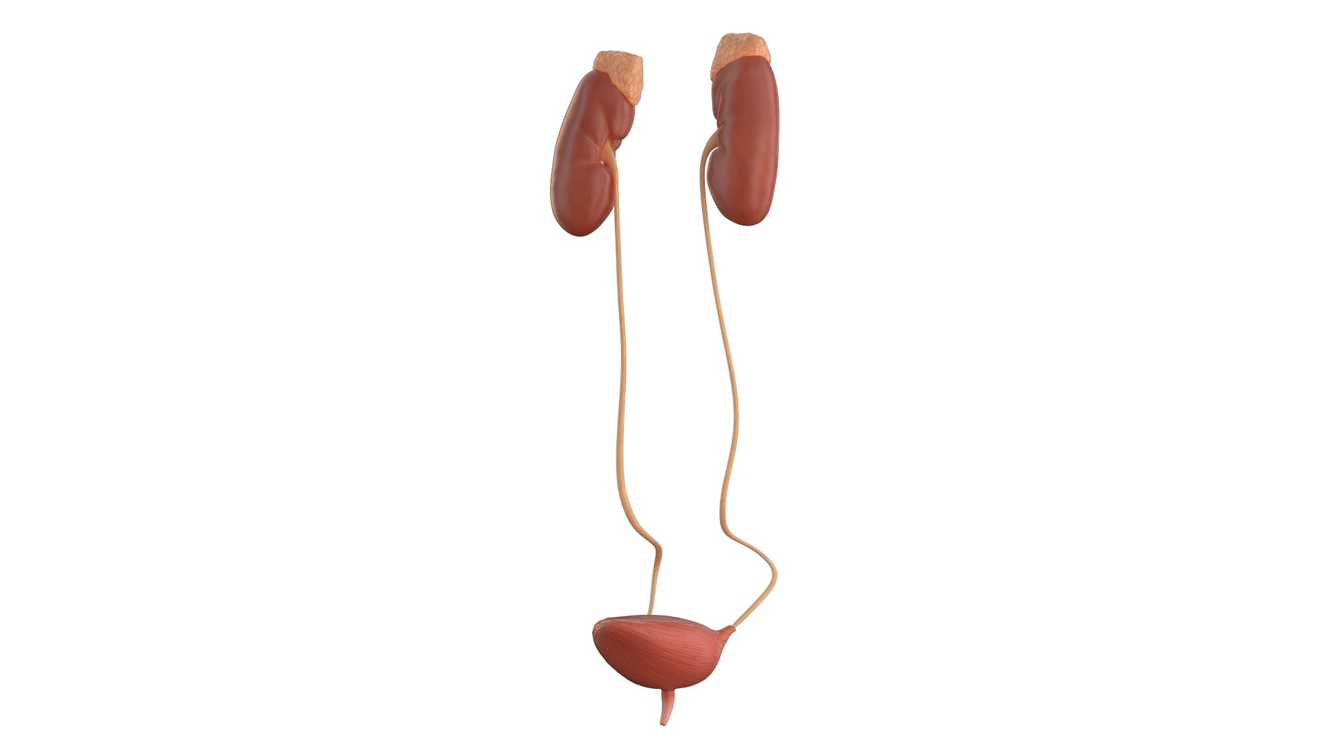 Human Female Urinary System 3D Model - TurboSquid 2197387