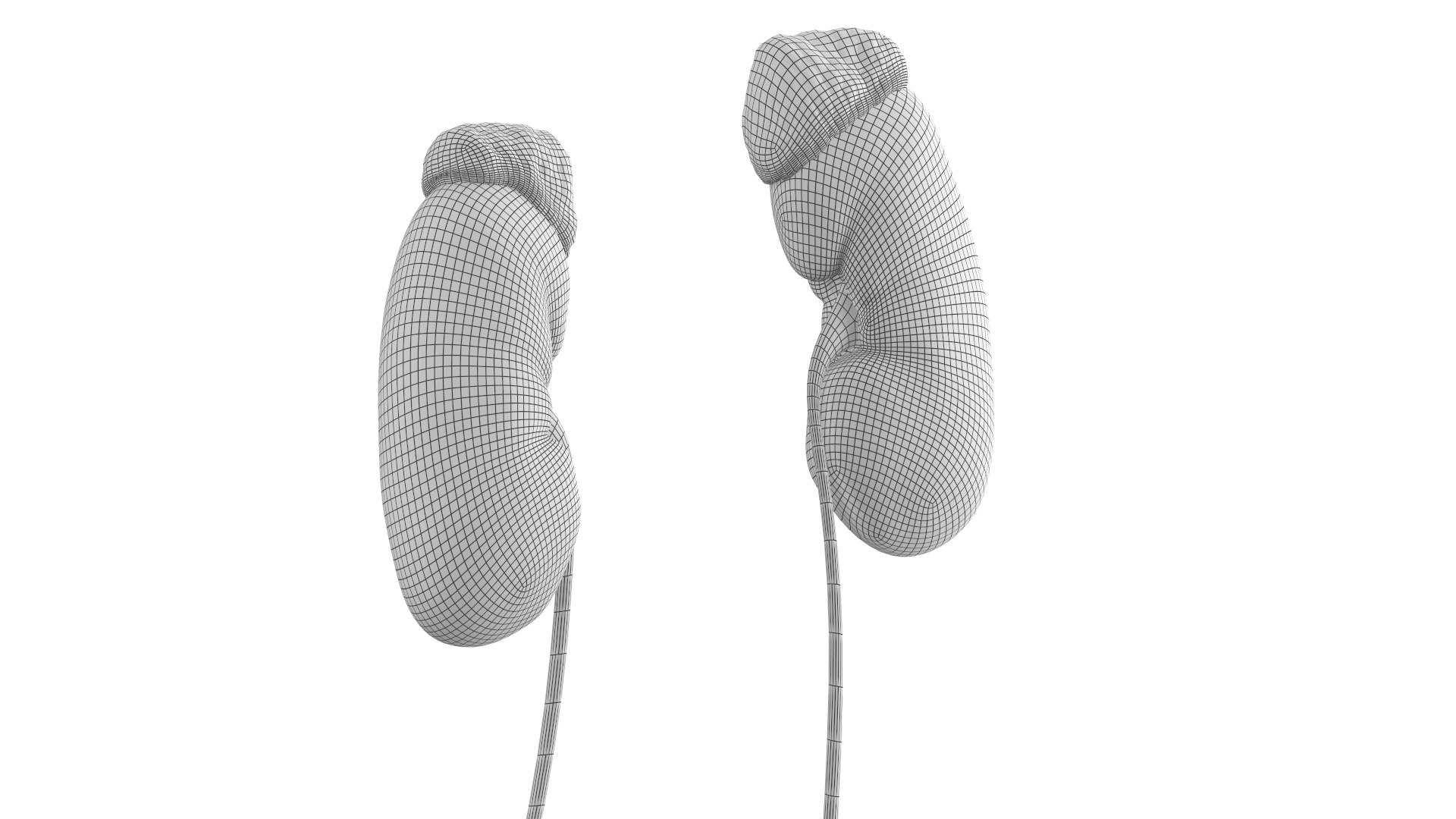 Human Female Urinary System 3D Model - TurboSquid 2197387