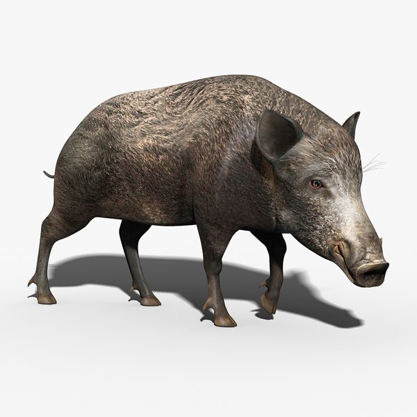 3d wild boar