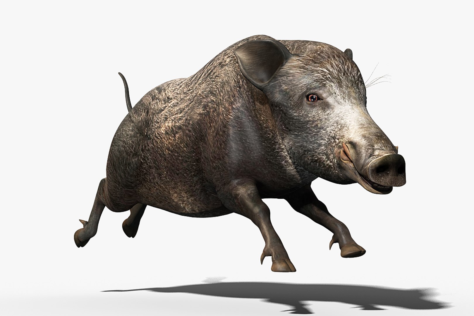 Wild Boar Rigged 3d Max
