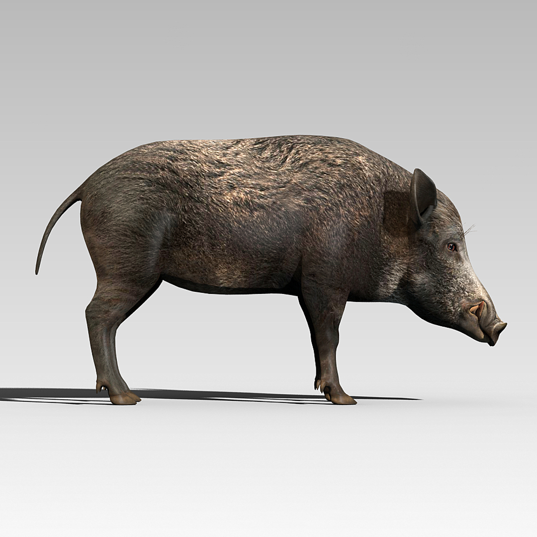 Wild Boar Rigged 3d Max
