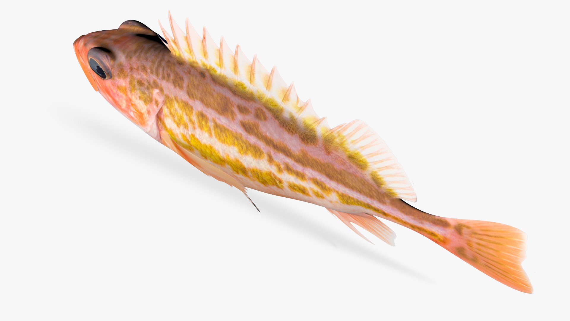 Greenstriped Rockfish Fish 3D - TurboSquid 1667460