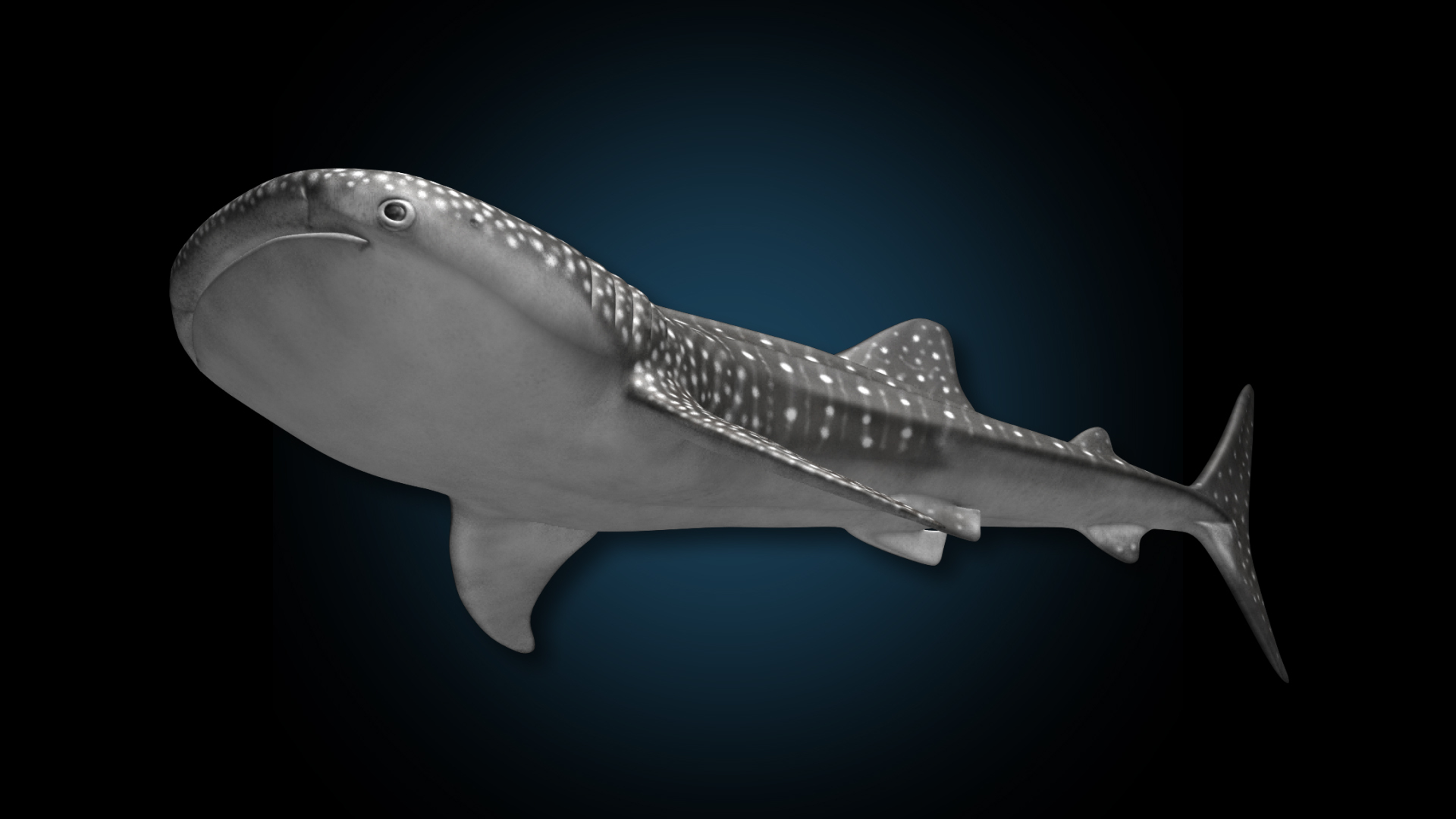 3d Model Whale Shark