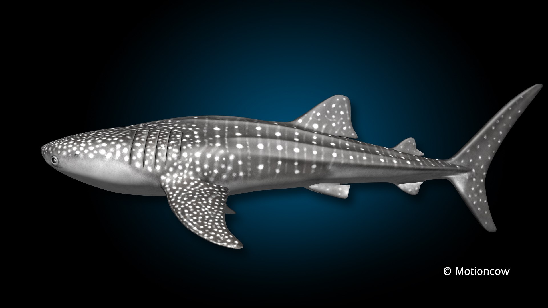 3d Model Whale Shark