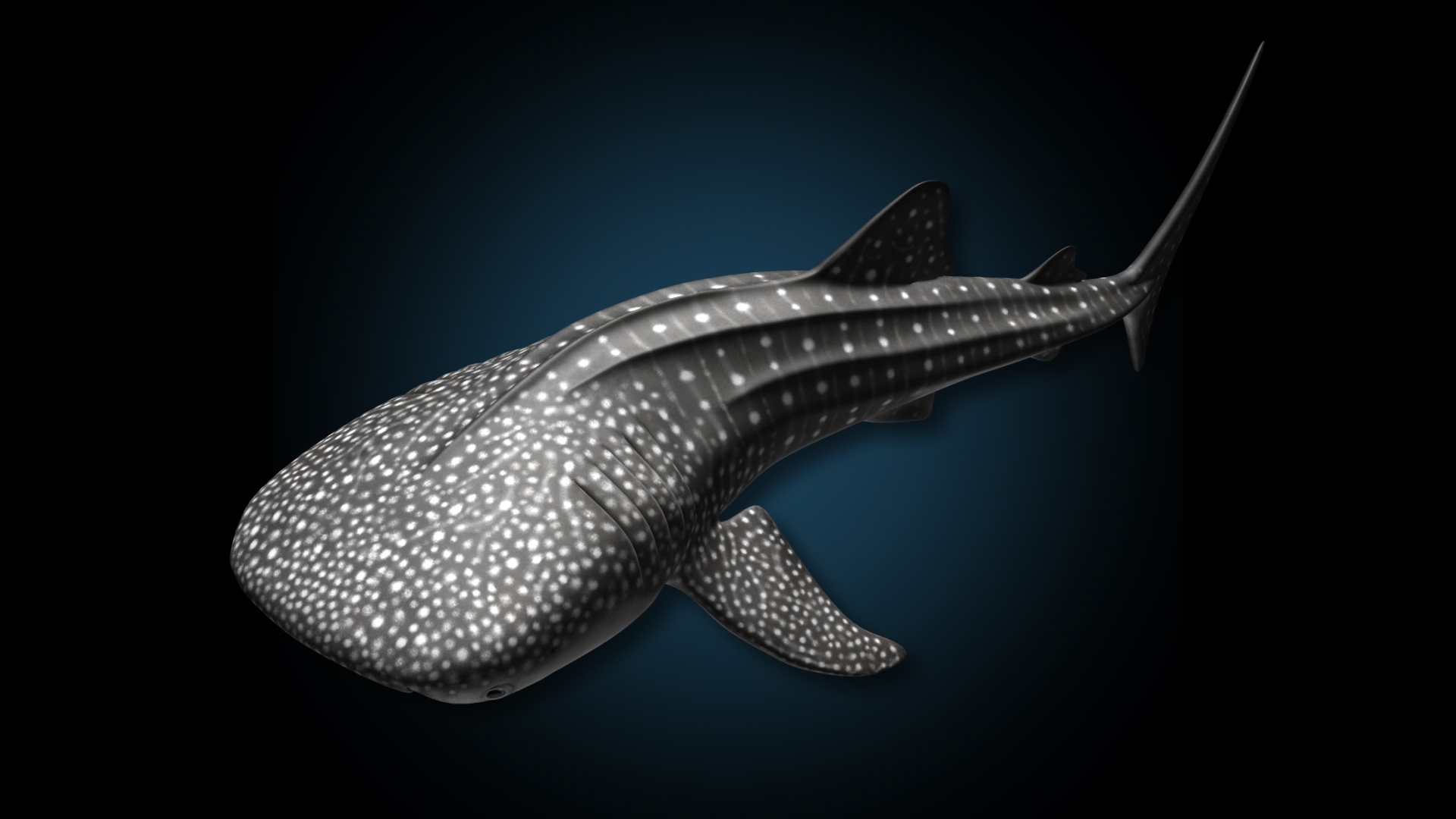 3d Model Whale Shark