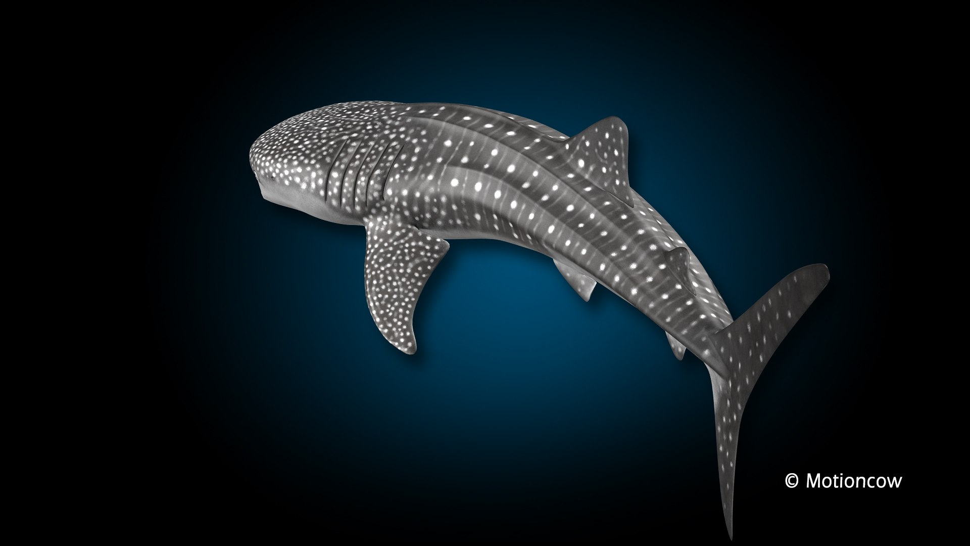 3d Model Whale Shark