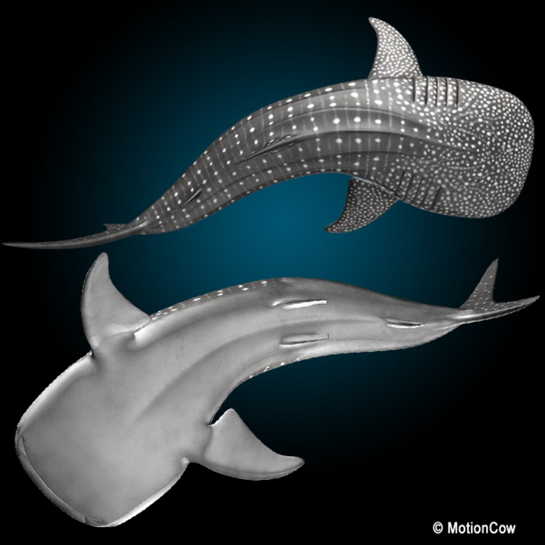 3d model whale shark