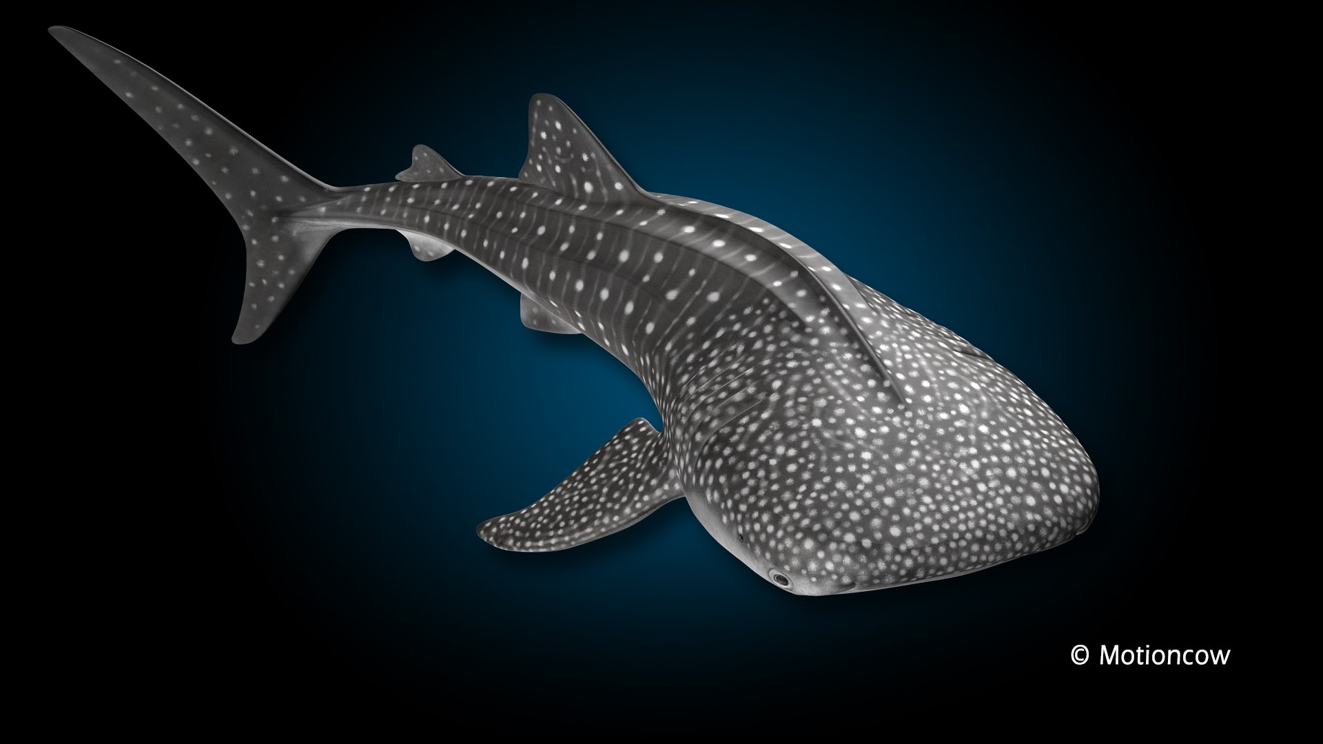 3d Model Whale Shark