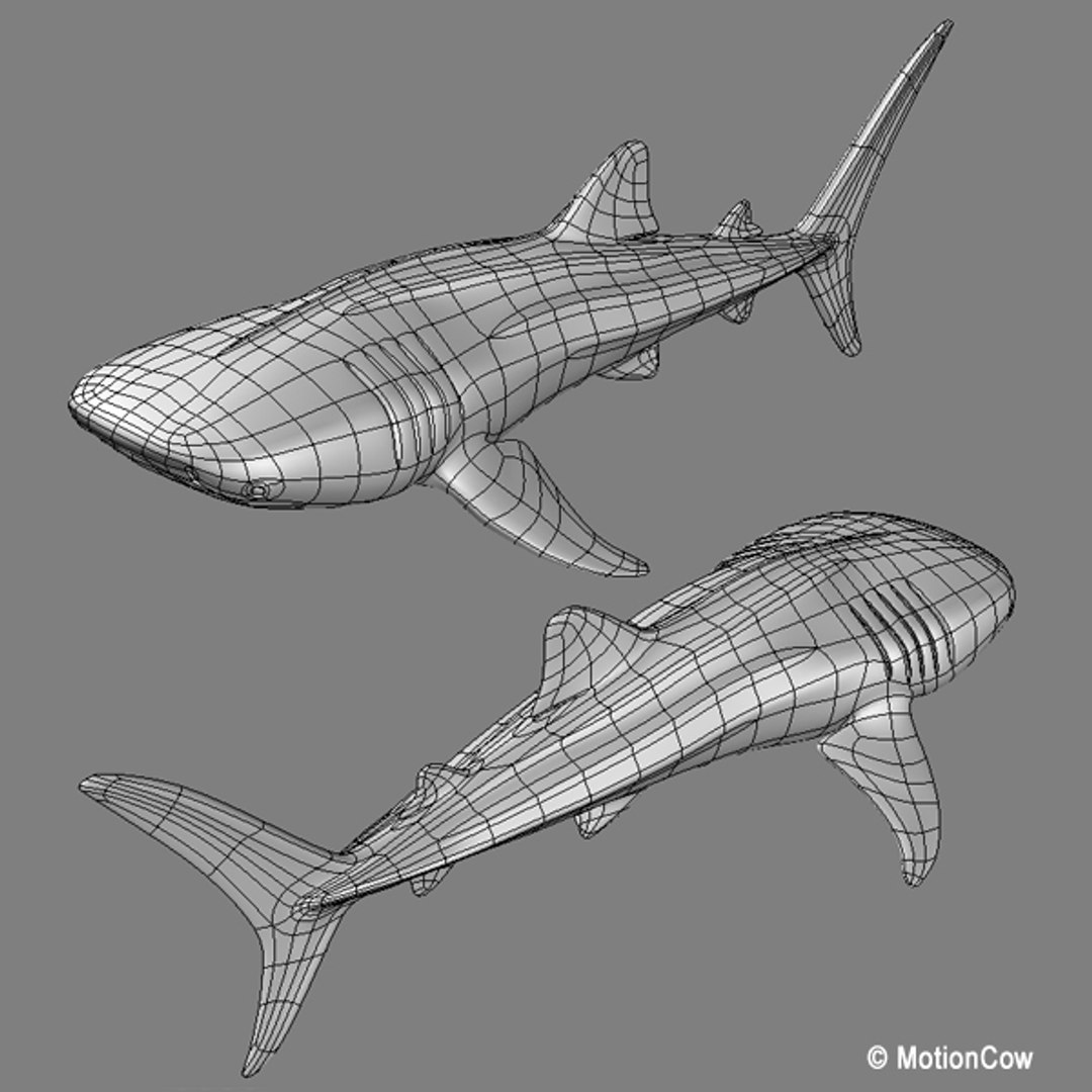 3d model whale shark