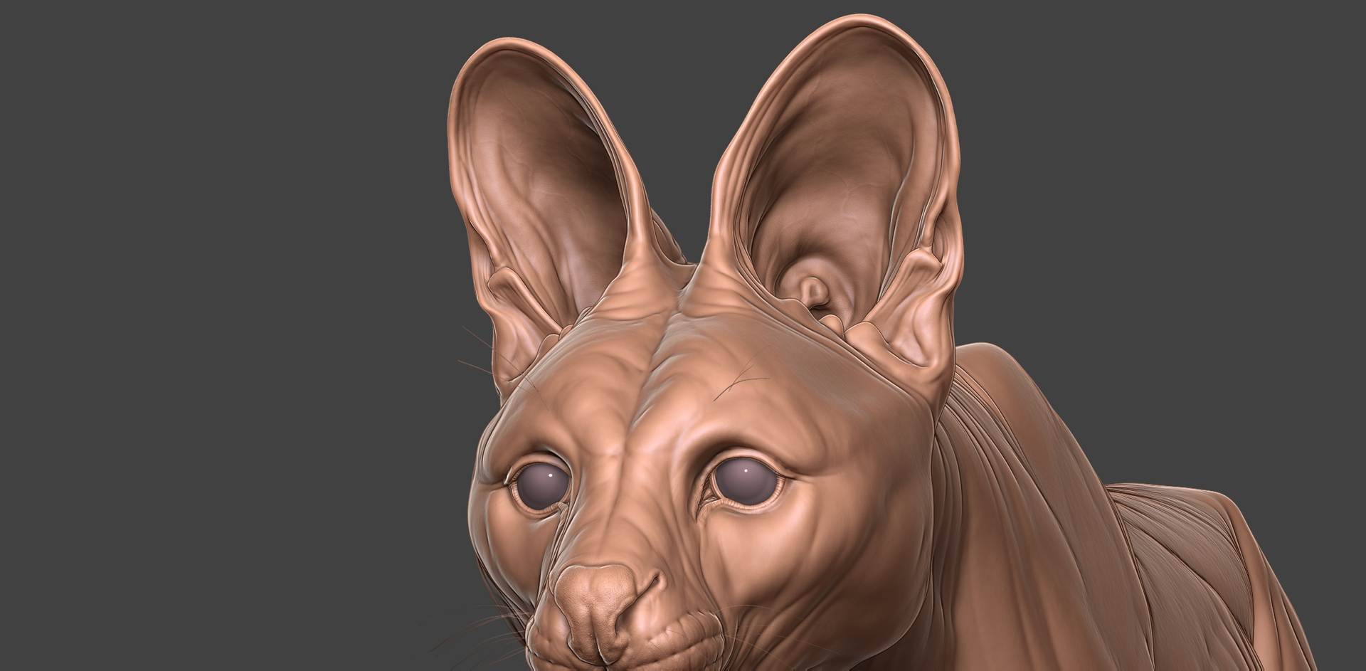 3D Fully Detailed Serval Cat Zbrush Sculpt - TurboSquid 1852586