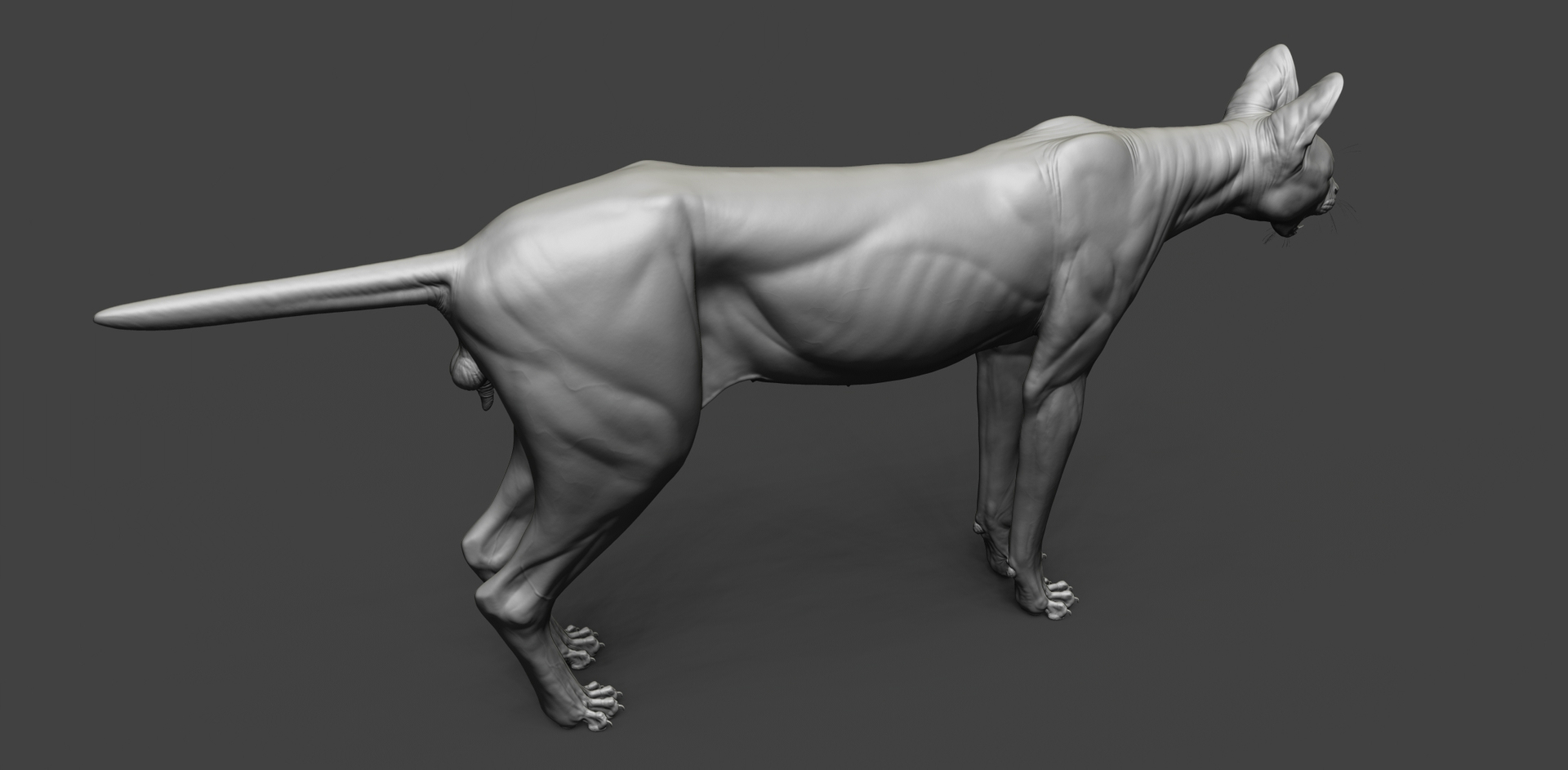 3D Fully Detailed Serval Cat Zbrush Sculpt - TurboSquid 1852586