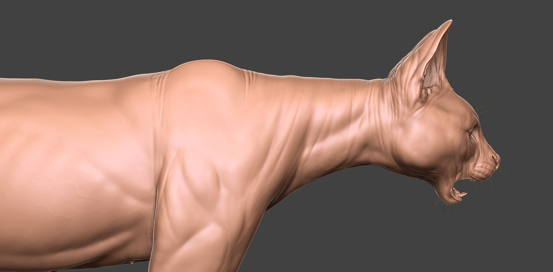 3D Fully Detailed Serval Cat Zbrush Sculpt - TurboSquid 1852586