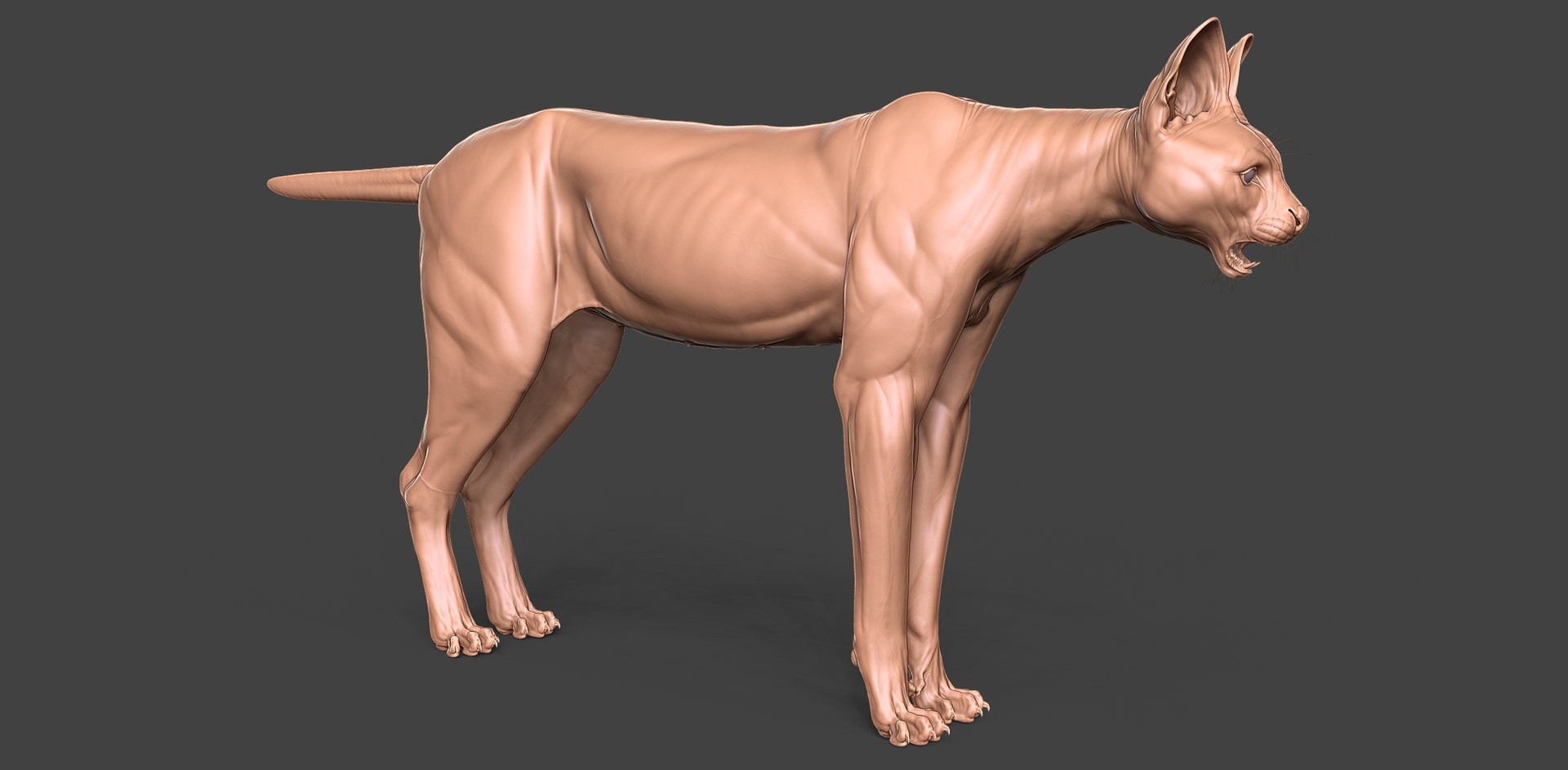 3D Fully Detailed Serval Cat Zbrush Sculpt - TurboSquid 1852586