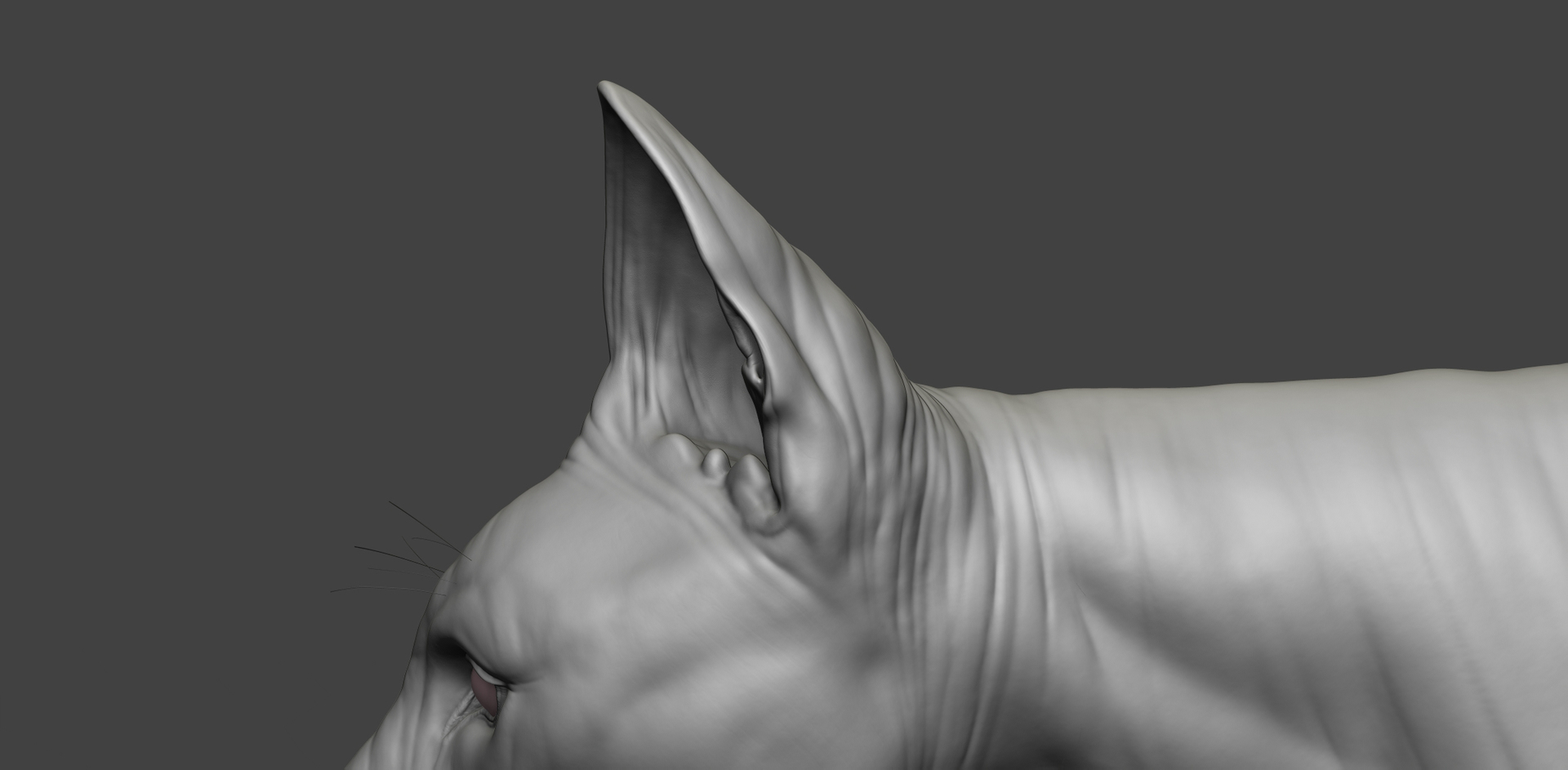 3D Fully Detailed Serval Cat Zbrush Sculpt - TurboSquid 1852586