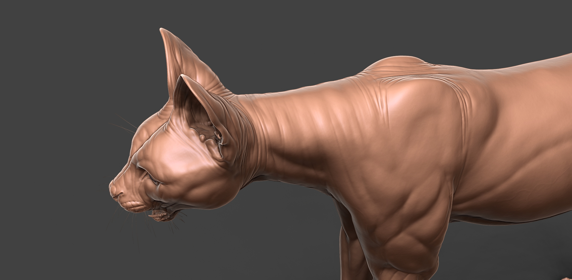3D Fully Detailed Serval Cat Zbrush Sculpt - TurboSquid 1852586