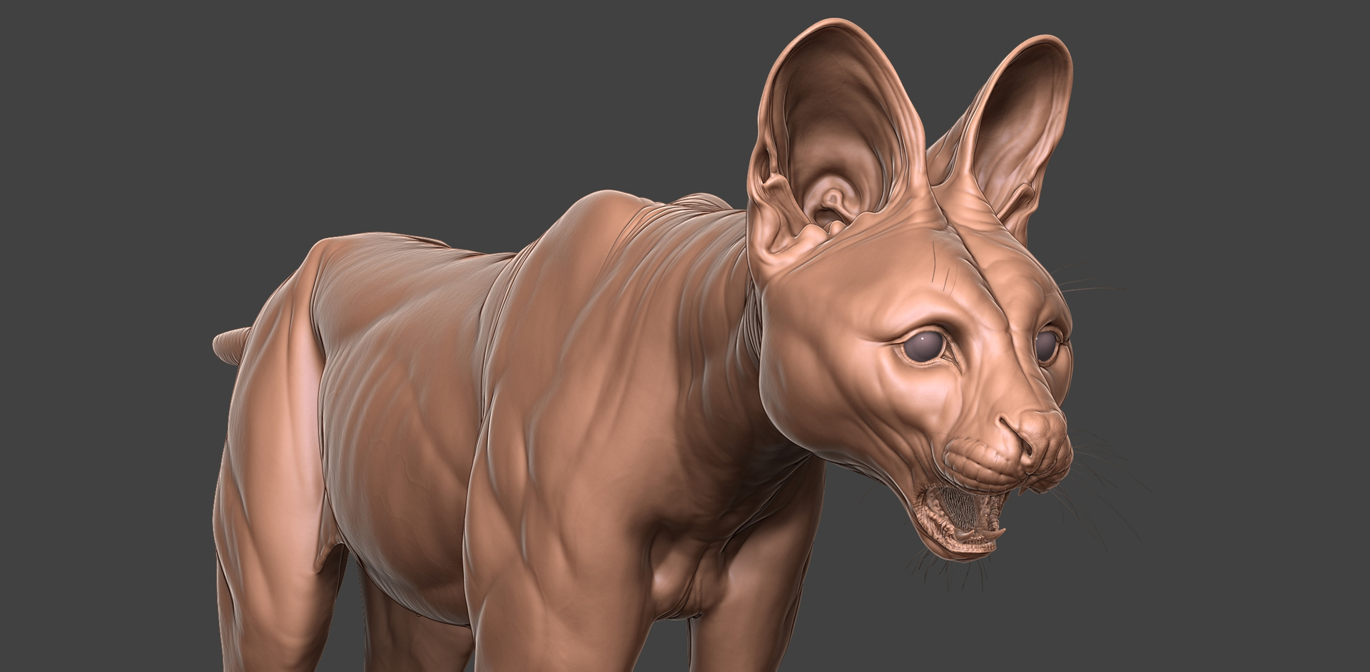 3D Fully Detailed Serval Cat Zbrush Sculpt - TurboSquid 1852586