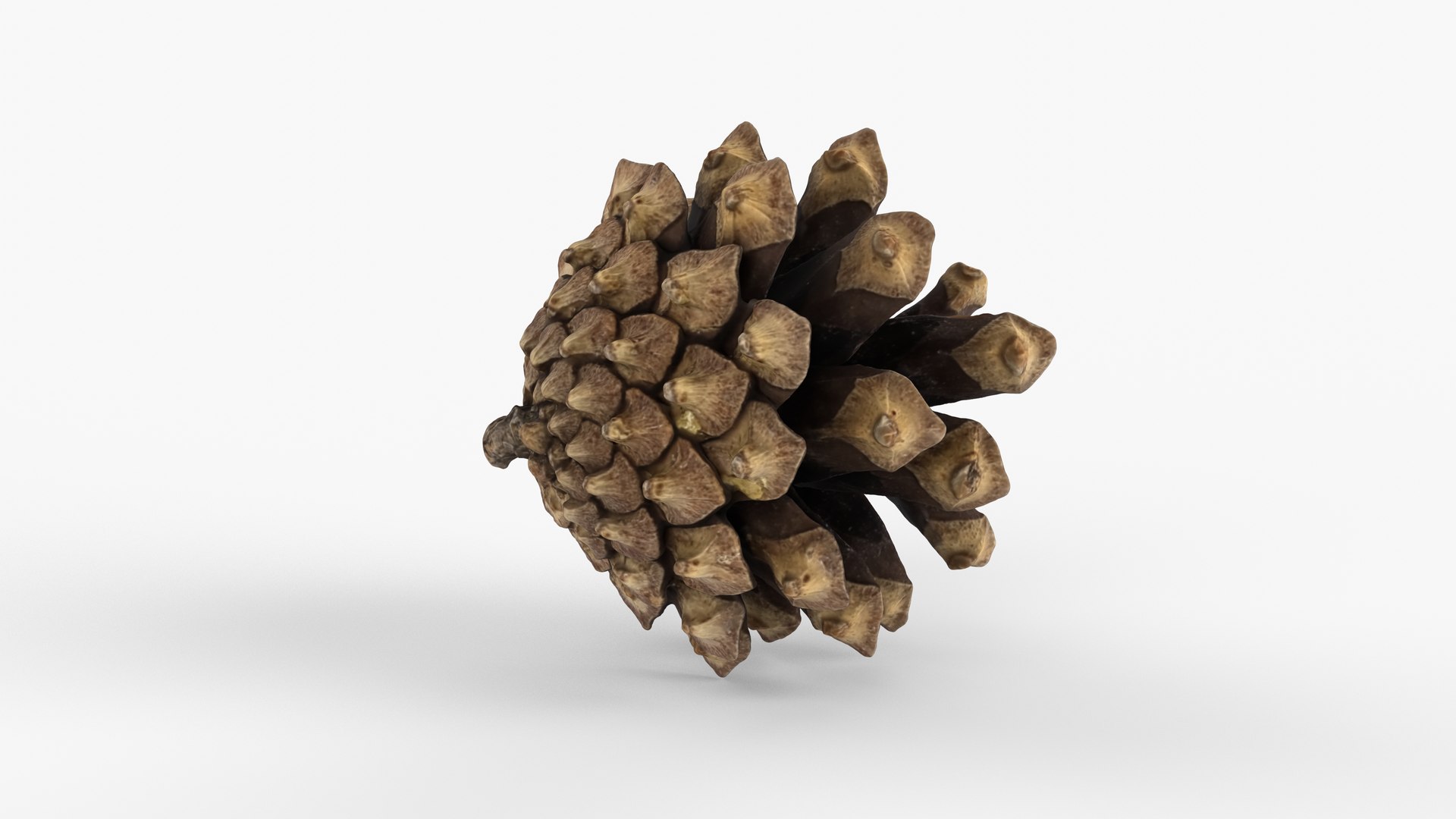 3D Photorealistic 3D Scan Of Pine Conifer Cone - TurboSquid 2408526