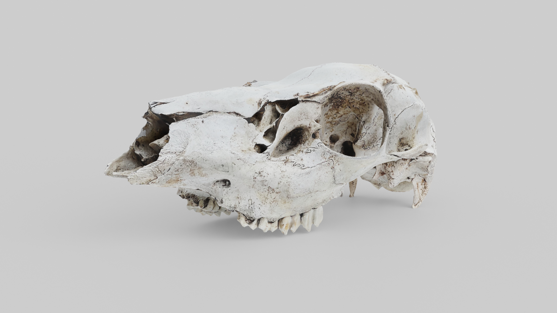 Deer Skull 3D Model - TurboSquid 2136991