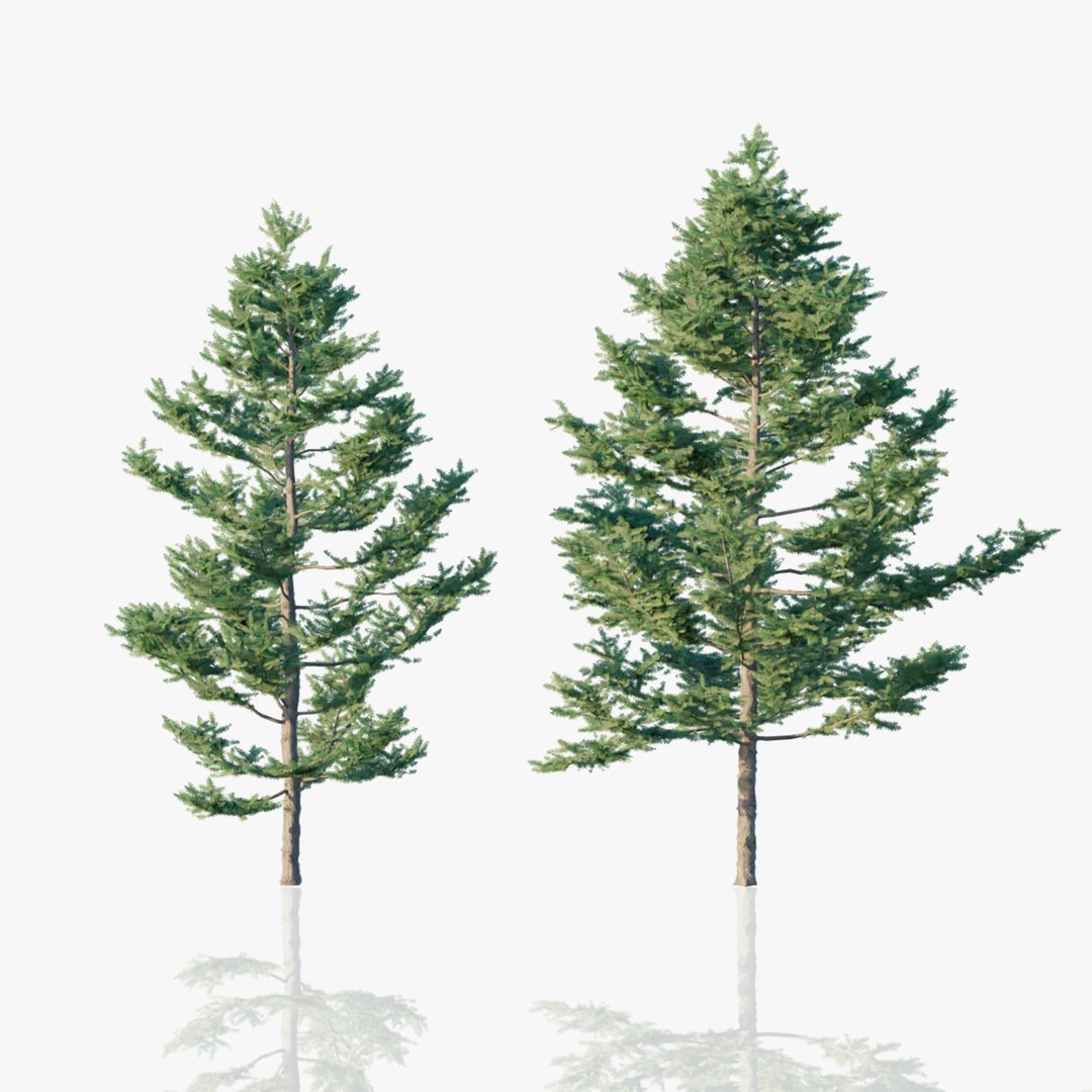 Japanese White Larch Trees 3D Model - TurboSquid 1765002