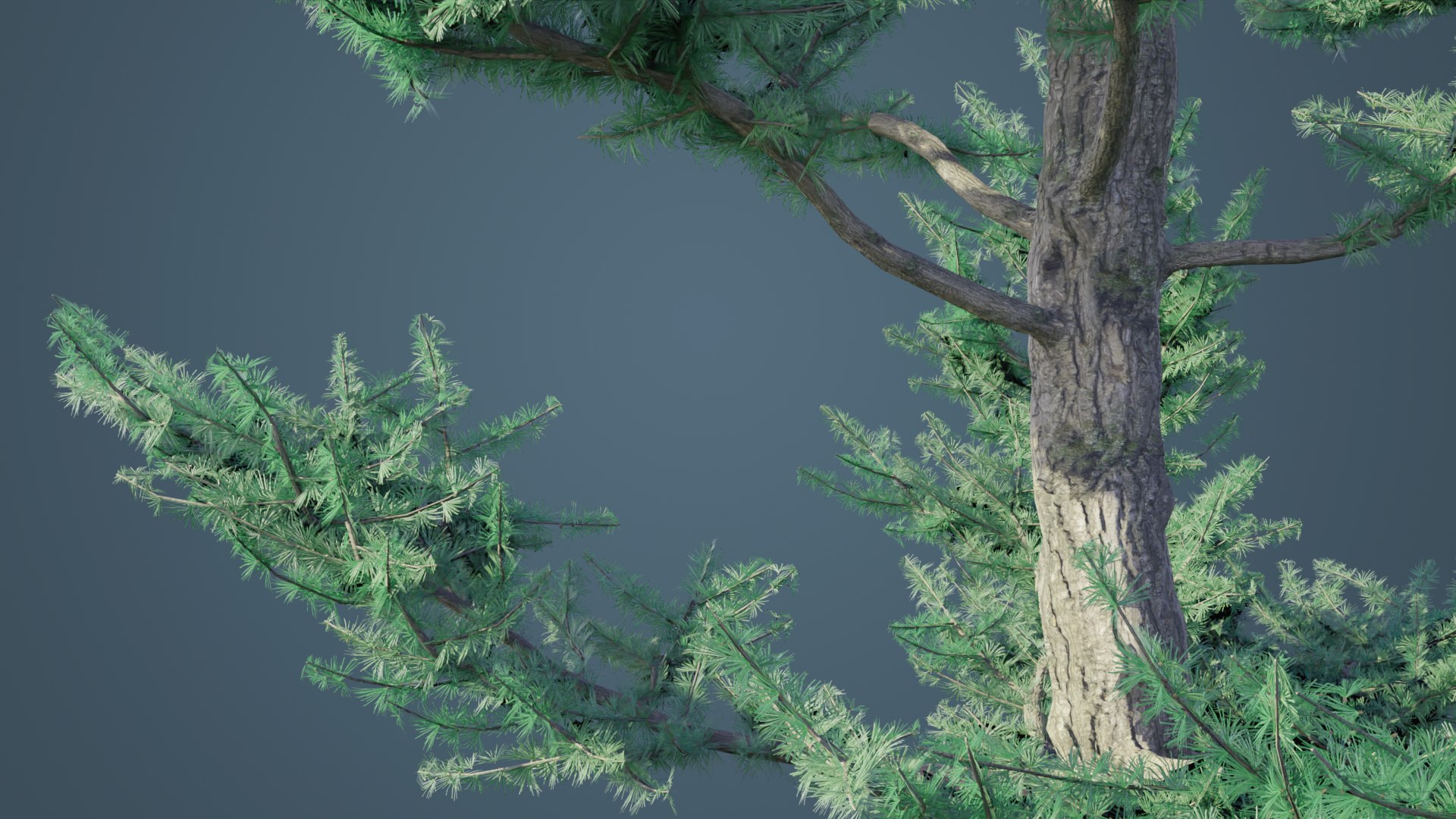 Japanese White Larch Trees 3D Model - TurboSquid 1765002