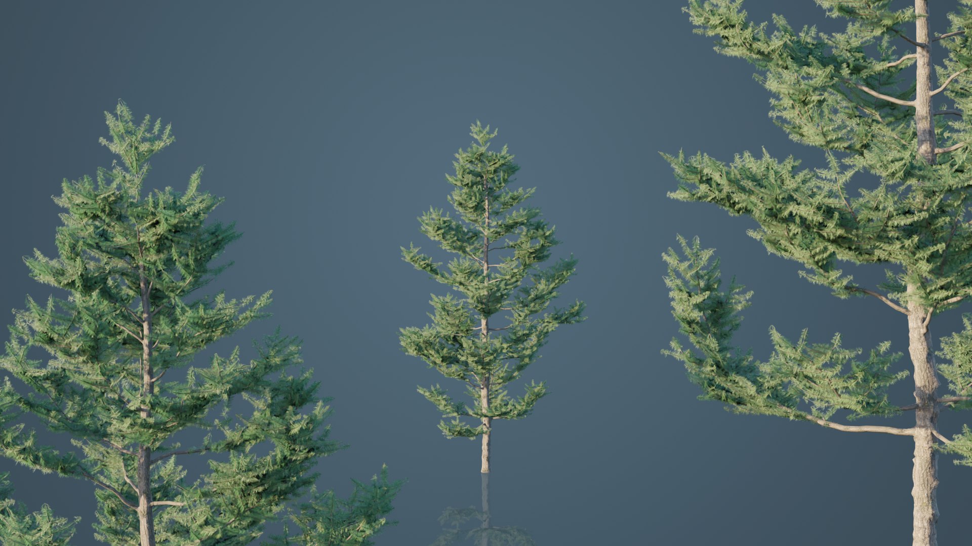 Japanese White Larch Trees 3D Model - TurboSquid 1765002