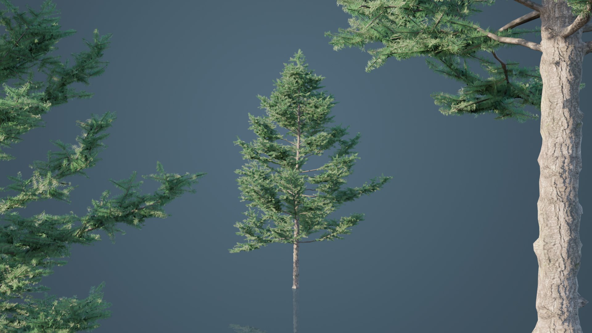Japanese White Larch Trees 3D Model - TurboSquid 1765002