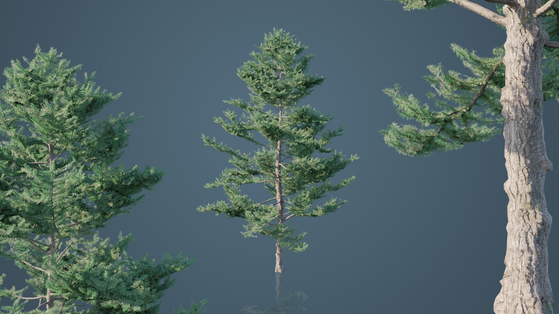 Japanese White Larch Trees 3D Model - TurboSquid 1765002