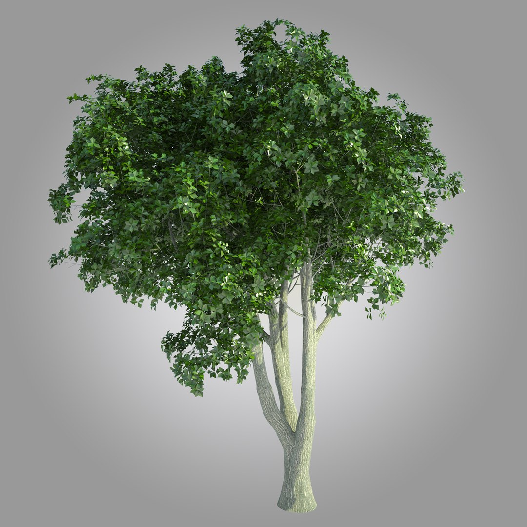 3d Tree Model