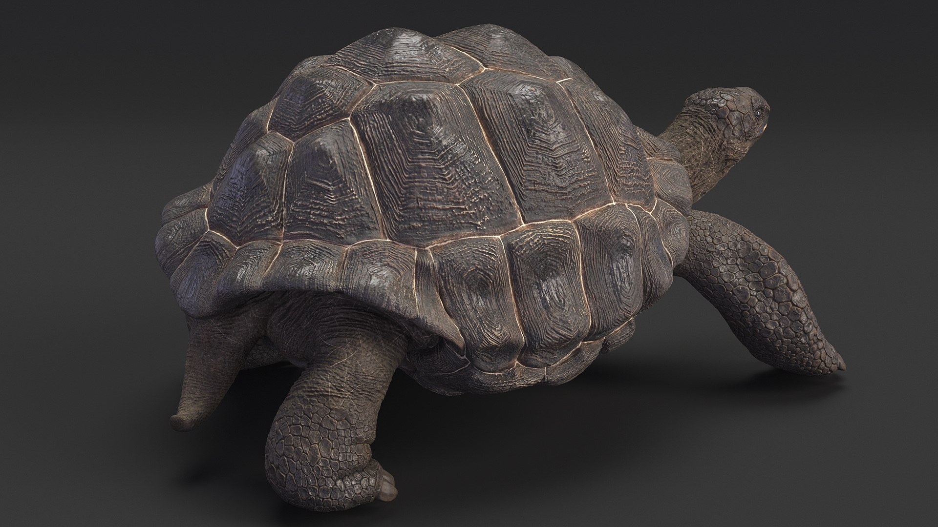 Giant Black Tortoise Walk Pose 3D - TurboSquid 2112845