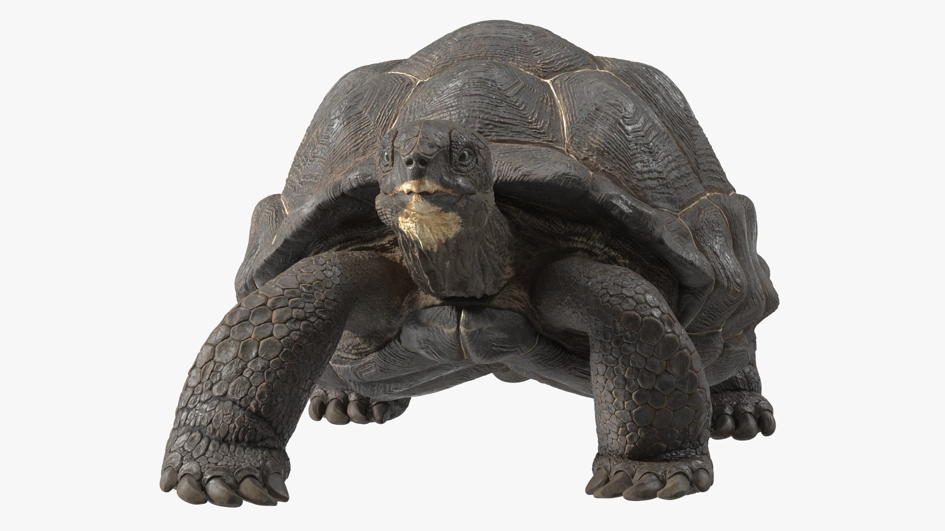 Giant Black Tortoise Walk Pose 3D - TurboSquid 2112845