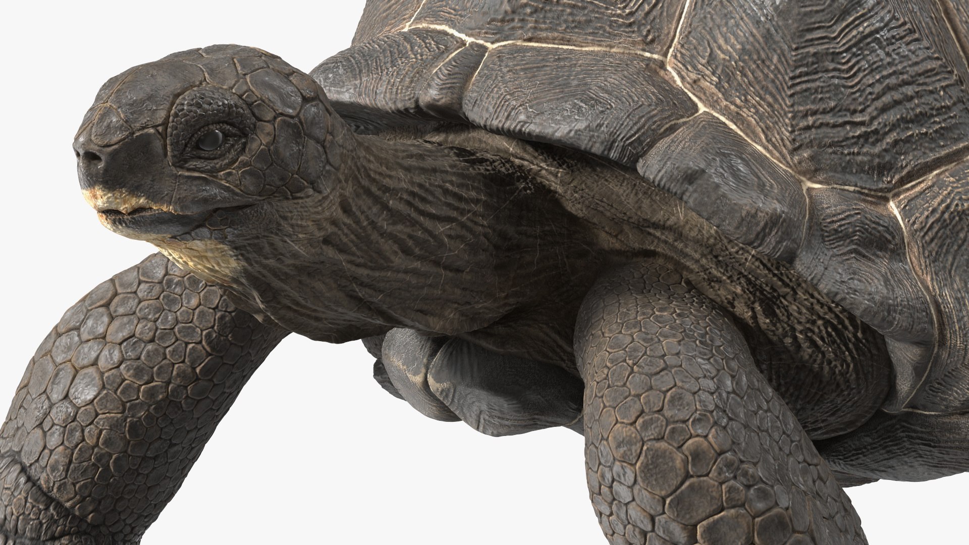 Giant Black Tortoise Walk Pose 3D - TurboSquid 2112845