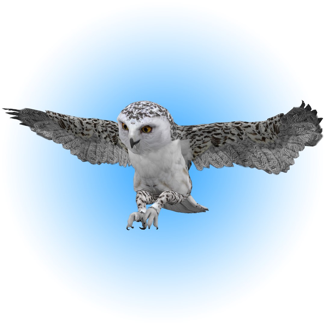 Snowy White Owl Animated 3D - TurboSquid 2203436