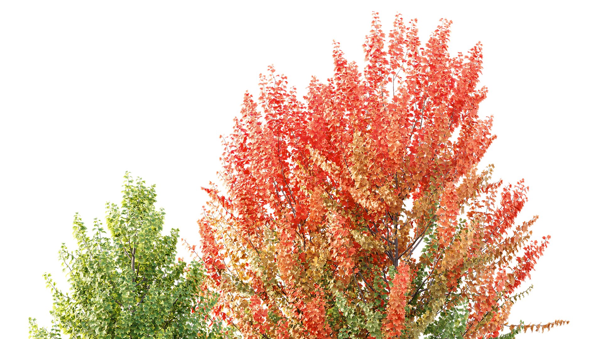 HQ Plants Acer X Freemanii Freeman Maple Sapindaceae Set02 3D ...