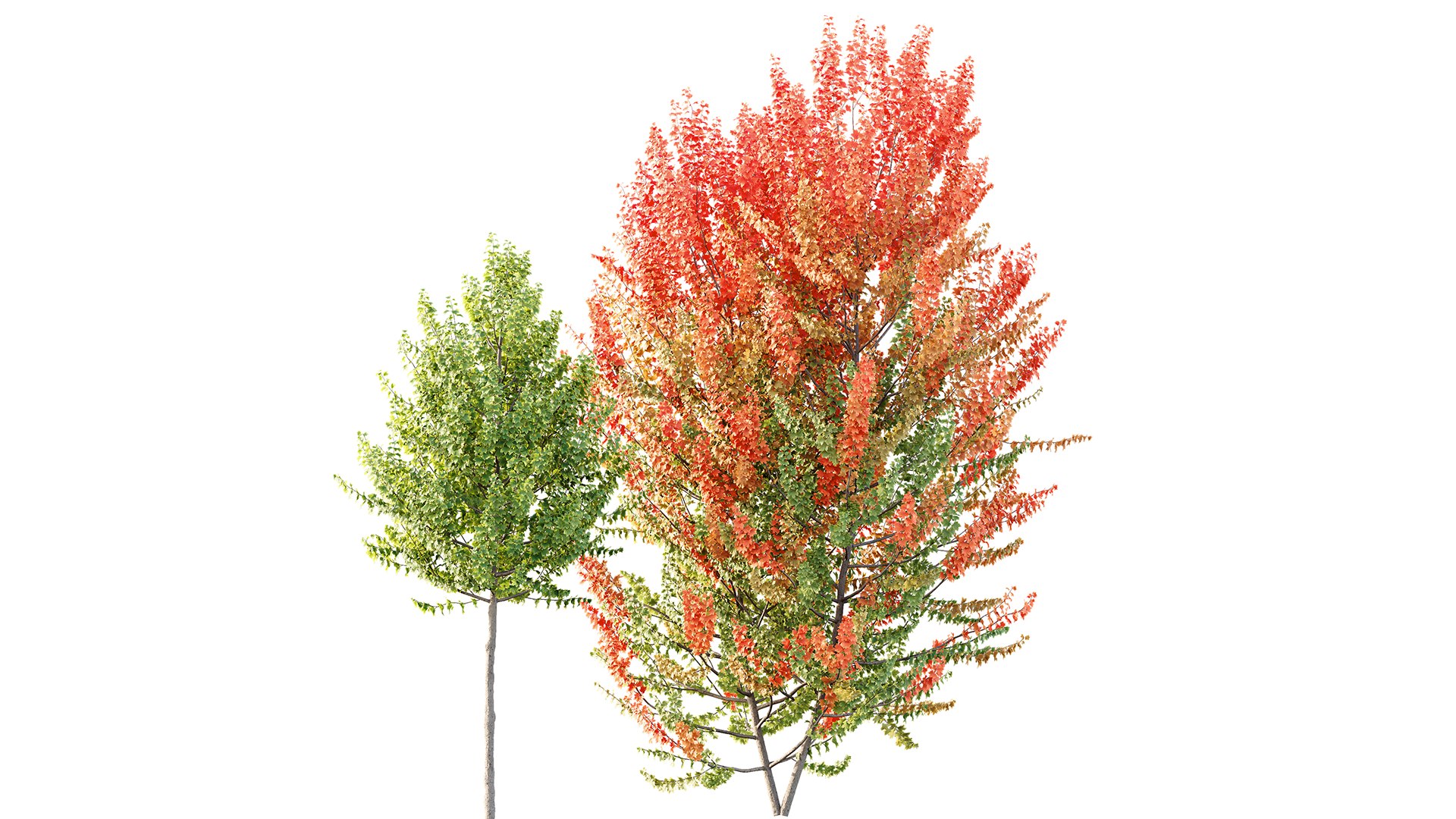 HQ Plants Acer X Freemanii Freeman Maple Sapindaceae Set02 3D ...