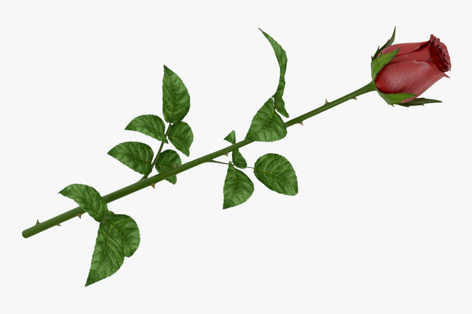 Rose Closed 3D Model - TurboSquid 1248407