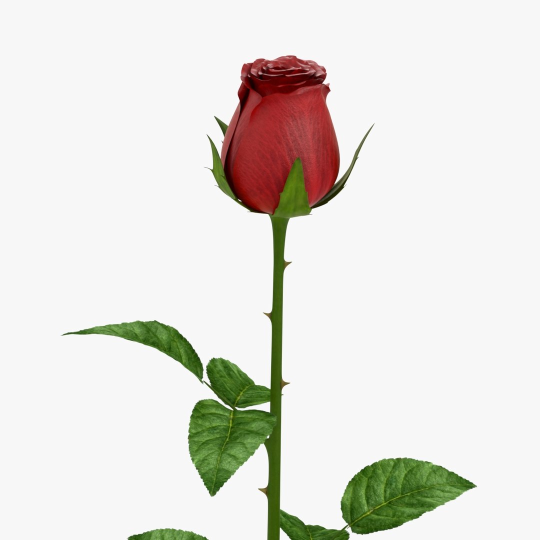 Rose Closed 3D Model - TurboSquid 1248407