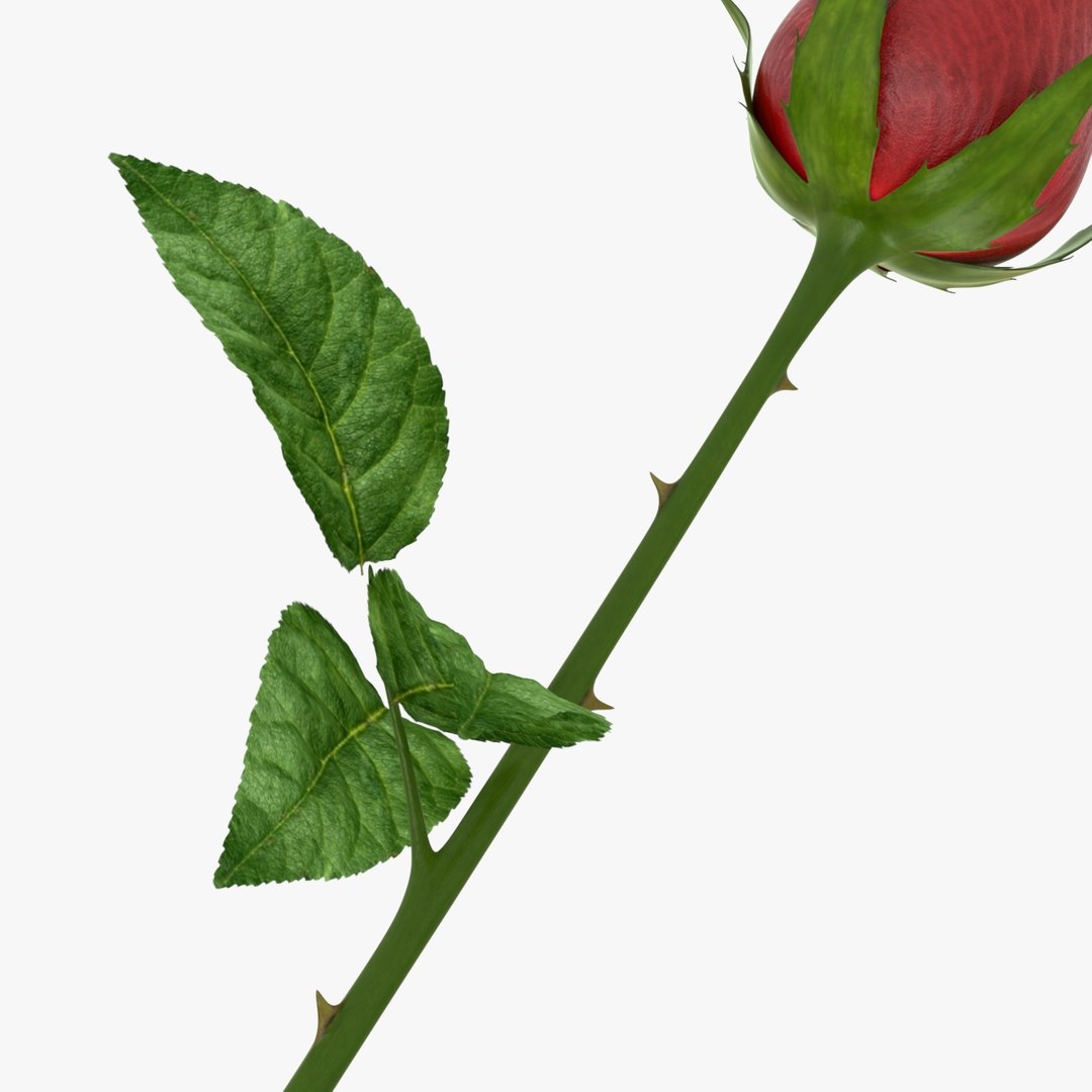 Rose Closed 3D Model - TurboSquid 1248407