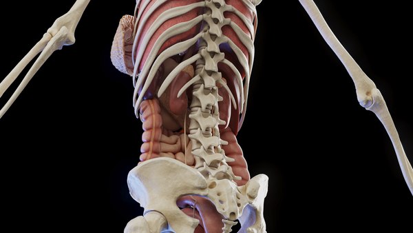 Human Female Body Skeleton and Organs model - TurboSquid 2009460