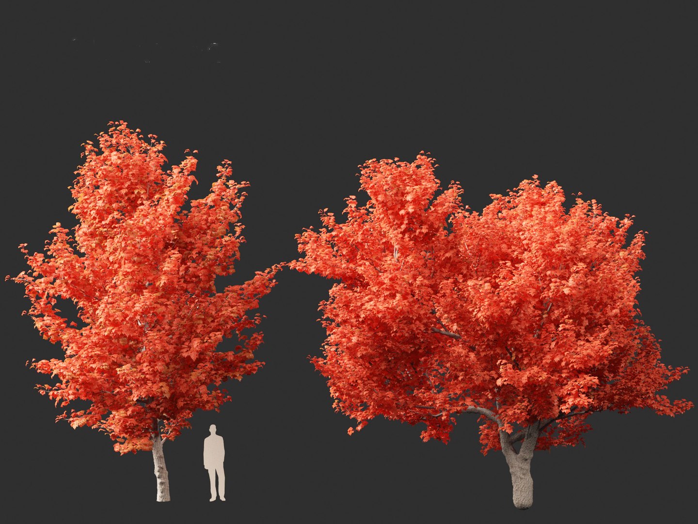 Acer Rubrum - Red Maple 3D Model - TurboSquid 2109075